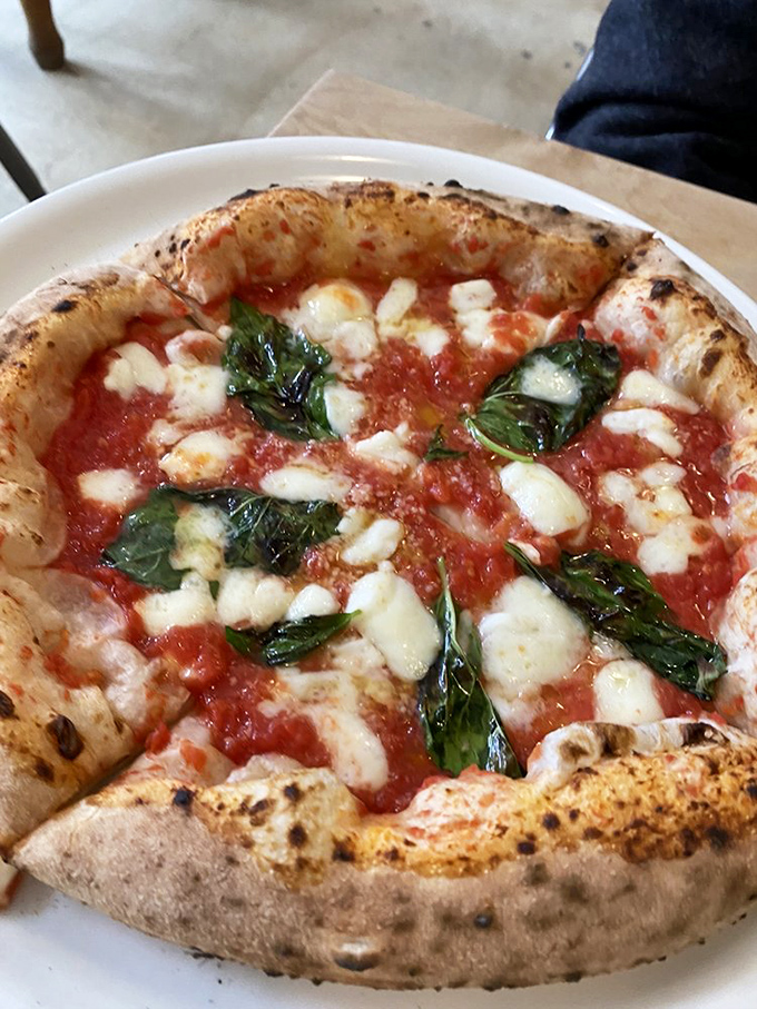 Behold the Margherita in all its glory—leopard-spotted crust, molten mozzarella, and basil leaves that look like they're still dreaming of Italian sunshine.
