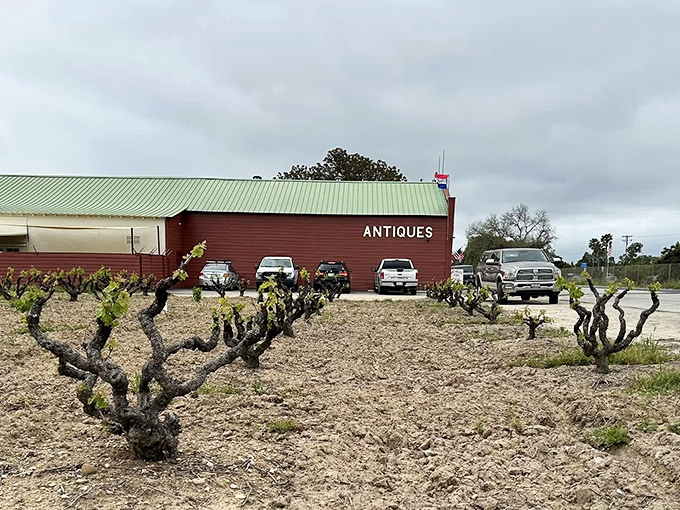 Surrounded by actual grapevines, because nothing says Paso Robles quite like mixing wine country with vintage treasure hunting.