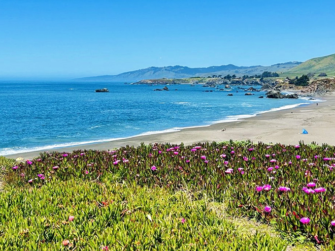 Beach day perfection: where wildflowers provide the foreground and the mighty Pacific handles the backdrop. Nature's version of picture-in-picture technology.