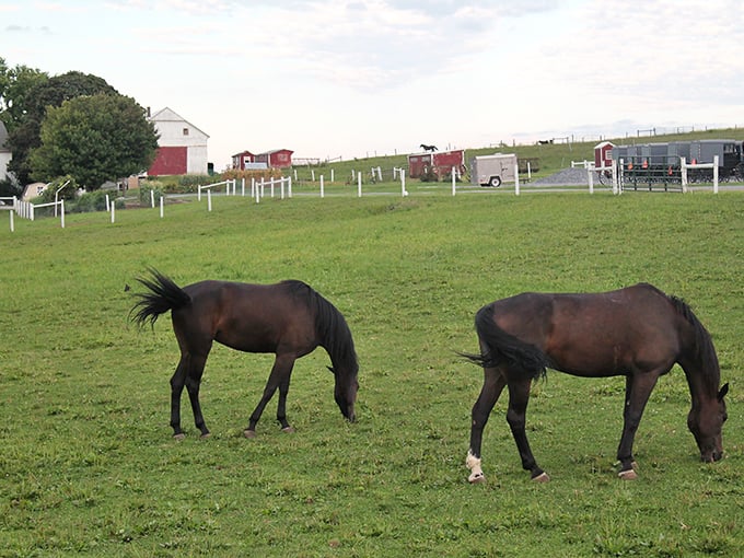 These horses aren't just for show &ndash; they're working animals integral to the Amish way of life, powerful yet gentle creatures.