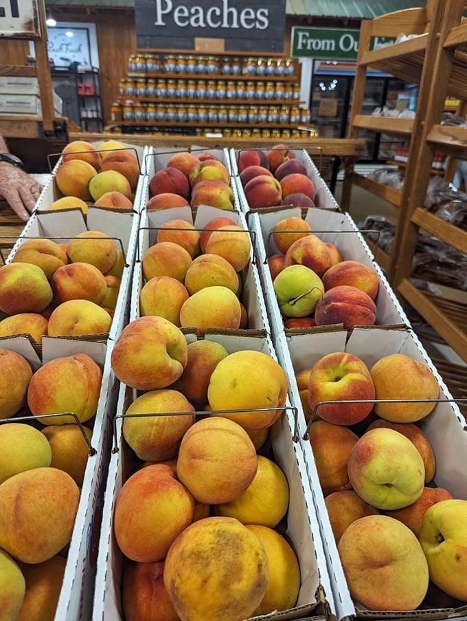 Nature's candy store on full display. These aren't just peaches; they're summer sunshine that's been granted physical form.