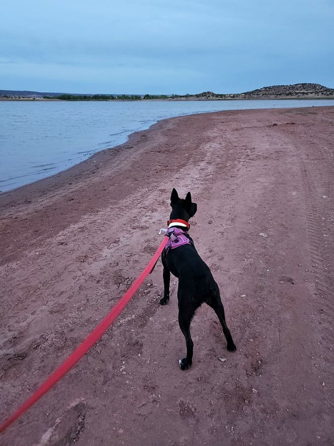 Even four-legged adventurers find their bliss at Lyman Lake. This pup's already planning his next swimming expedition.