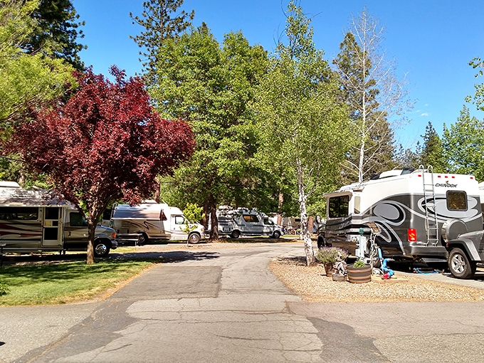 RV paradise nestled under towering pines, where camping neighbors are close enough for friendship but far enough for peace&mdash;the Goldilocks zone of outdoor living.
