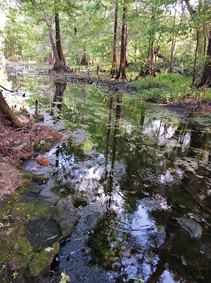 Mirror, mirror in the forest - who's the most stunning spring of all?