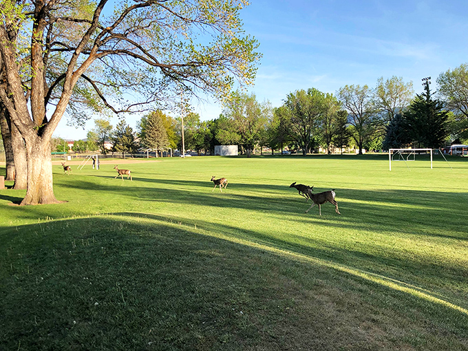 Where else can deer casually stroll through your local park? In Susanville, wildlife doesn't require an expensive safari ticket.