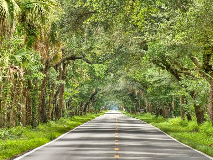 Morning light filters through the leafy canopy, creating a dappled pathway that changes with every passing hour and season.