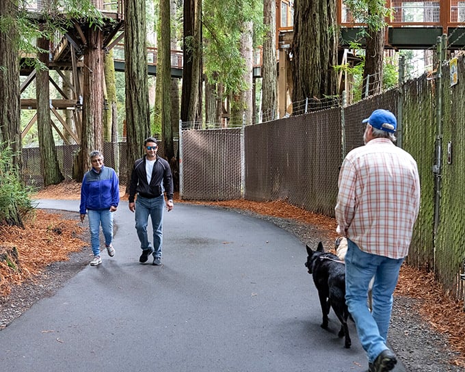 Towering redwoods create nature's cathedral in Sequoia Park, where walking paths invite visitors to experience the humbling presence of these ancient giants.