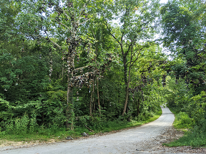The winding country road leads visitors to this peculiar landmark, where the forest suddenly sprouts footwear instead of fruit.