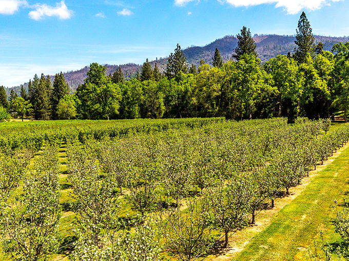Rows of apple trees stand at attention under Sierra skies. This orchard proves California grows more than just tech startups and avocado toast.