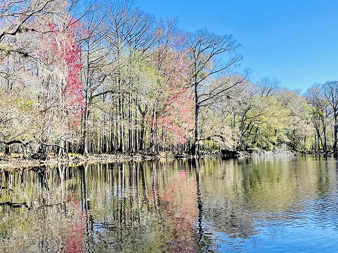 Spring reflections create a watercolor masterpiece that would make Monet jealous. Florida's natural palette at its finest.