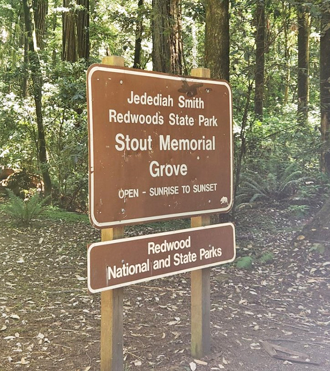 The entrance to Stout Grove feels like stepping onto the set of Jurassic Park, minus the velociraptors—though the scale of these trees is equally jaw-dropping.