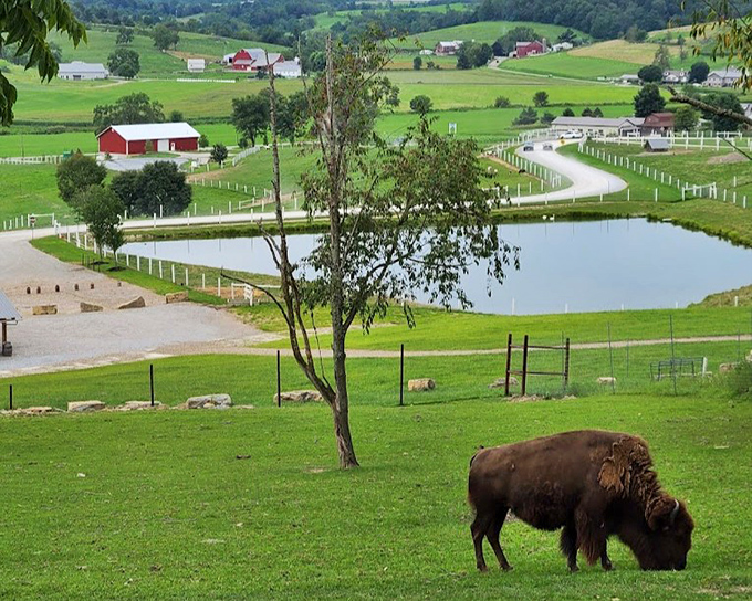 This pristine Amish farmstead looks like it was arranged by a meticulous set designer, right down to the classic white buildings and immaculate landscaping.