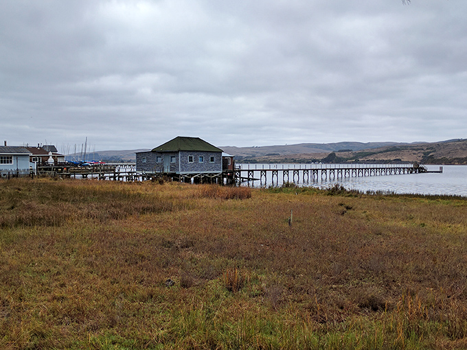 Tomales Bay's misty pier stretches into calm waters, offering meditation that doesn't require an expensive app subscription.
