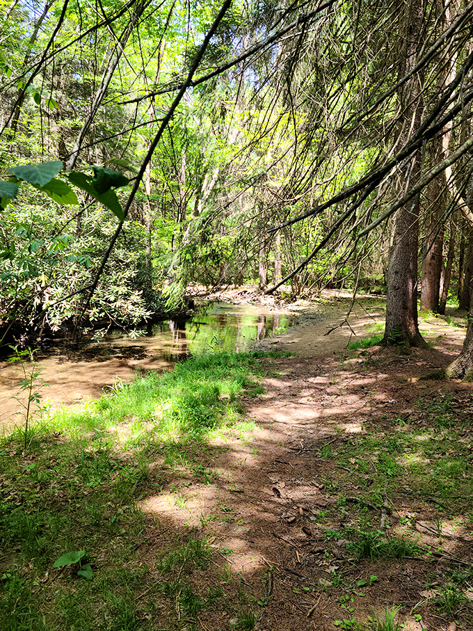 Dappled sunlight plays hide-and-seek along this serene woodland path. Somewhere, Thoreau is nodding in approval.