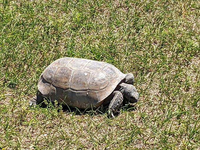 Local residents move at their own pace, reminding us that slow and steady wins at life.