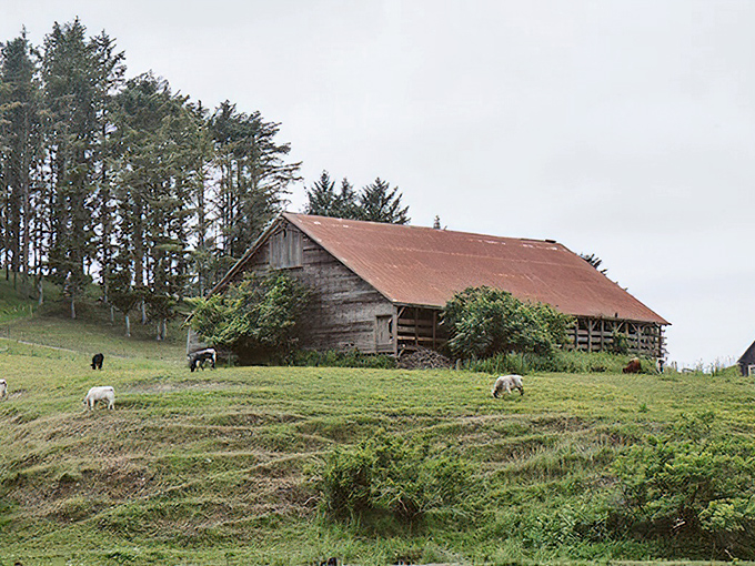 Rural charm meets architectural splendor. This weathered barn surrounded by grazing sheep tells the agricultural story behind Ferndale's Victorian riches.
