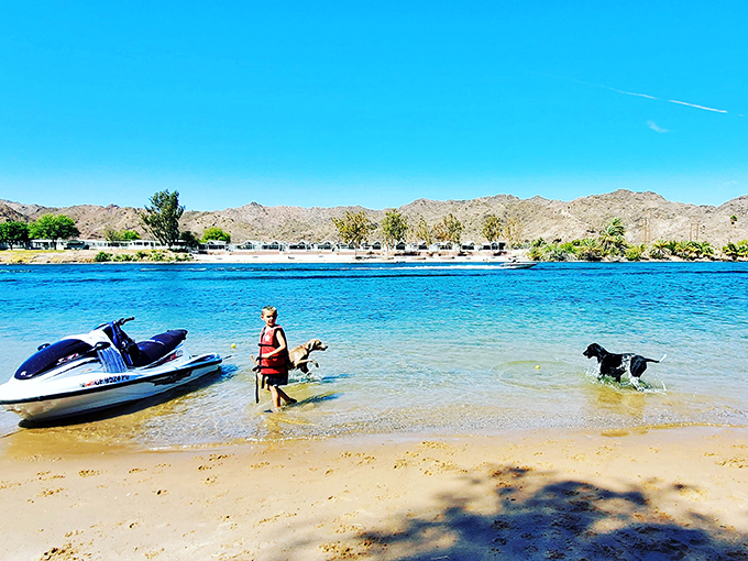 Desert beach day! Even four-legged adventurers find their happy place where the sand meets the Colorado's refreshing waters.