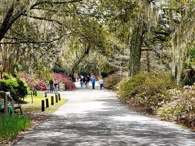 Strolling under nature's cathedral—visitors wander paths where azaleas and ancient oaks create the kind of dappled light photographers chase and poets celebrate.