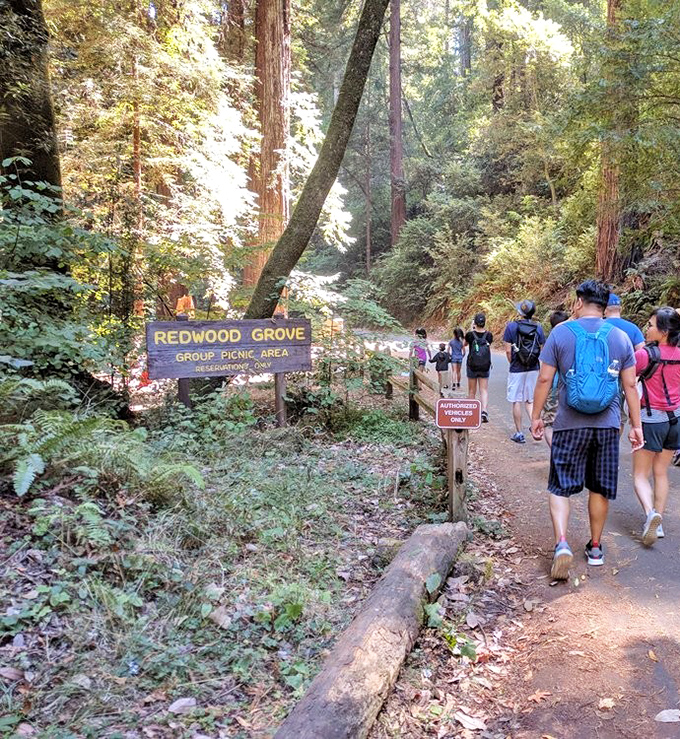 The Redwood Grove welcomes hikers with its natural air conditioning. Mother Nature's version of "come on in, the temperature's fine!"