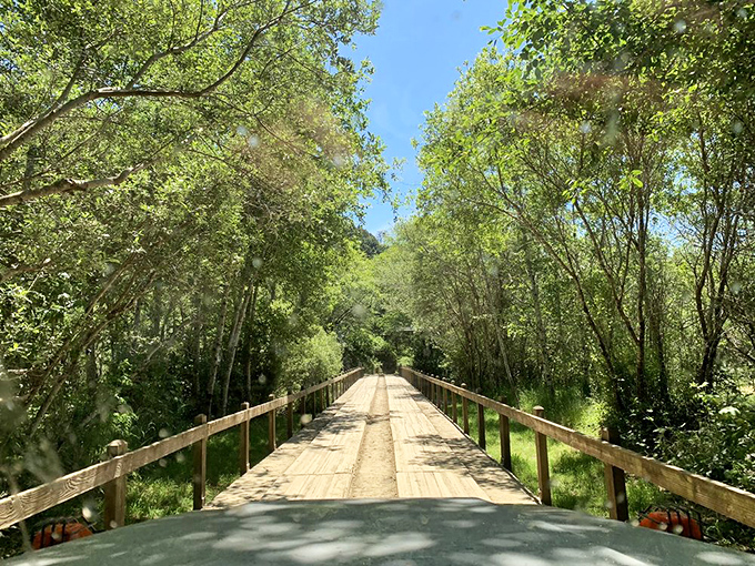 Nature's welcome mat: a wooden bridge leading to adventures unknown. The entrance fee? Just your willingness to disconnect.