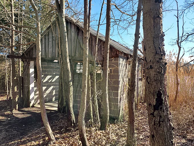 This weathered structure tells silent stories of bygone days, standing as a rustic time capsule amid the natural splendor.