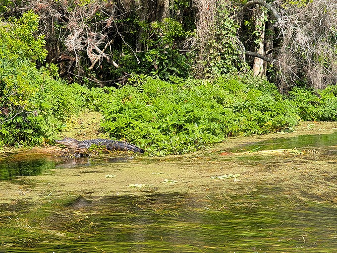 Prehistoric roommate alert! This sunbathing alligator reminds us we're just visitors in a habitat that's been perfected over millions of years.