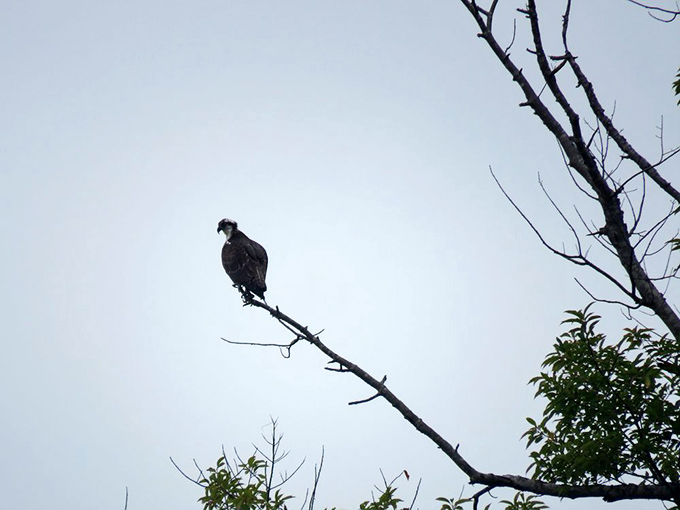 The osprey – nature's original fisherman – surveys his domain with the patience of someone who knows dinner will eventually swim by.