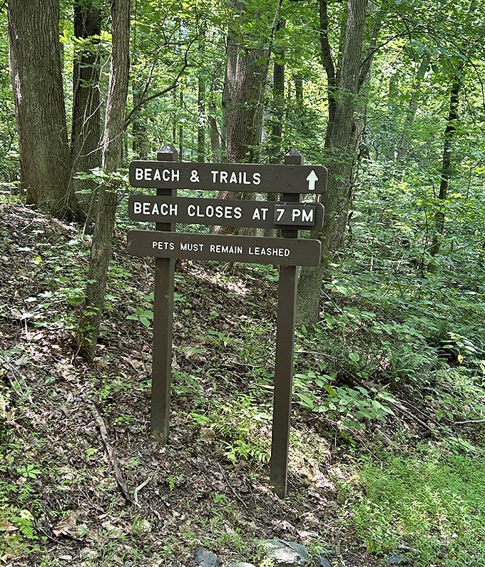 Trail signs: nature's version of GPS. This wooden sentinel stands guard in the dappled forest light, guiding adventurers to sandy rewards.
