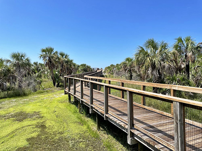 Nature's red carpet treatment! This elevated boardwalk guides you through a coastal hammock wonderland without disturbing a single native plant.