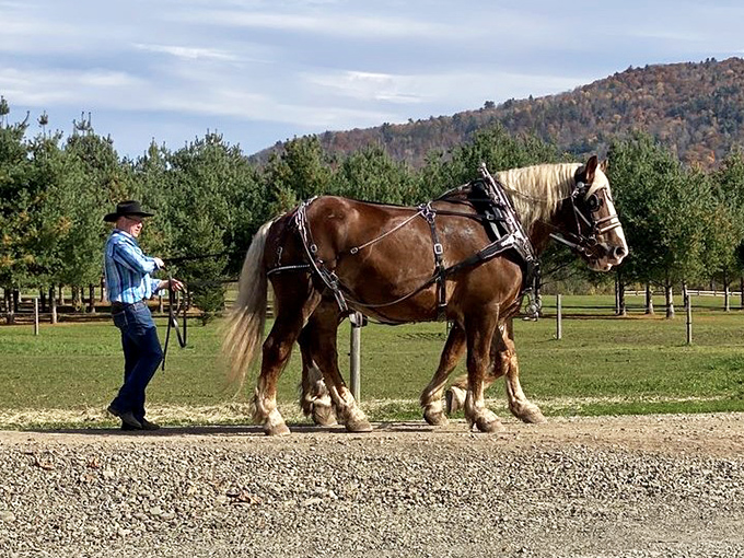 These gentle giants have more horsepower than your car and infinitely better personalities. Their daily commute beats rush hour traffic any day.