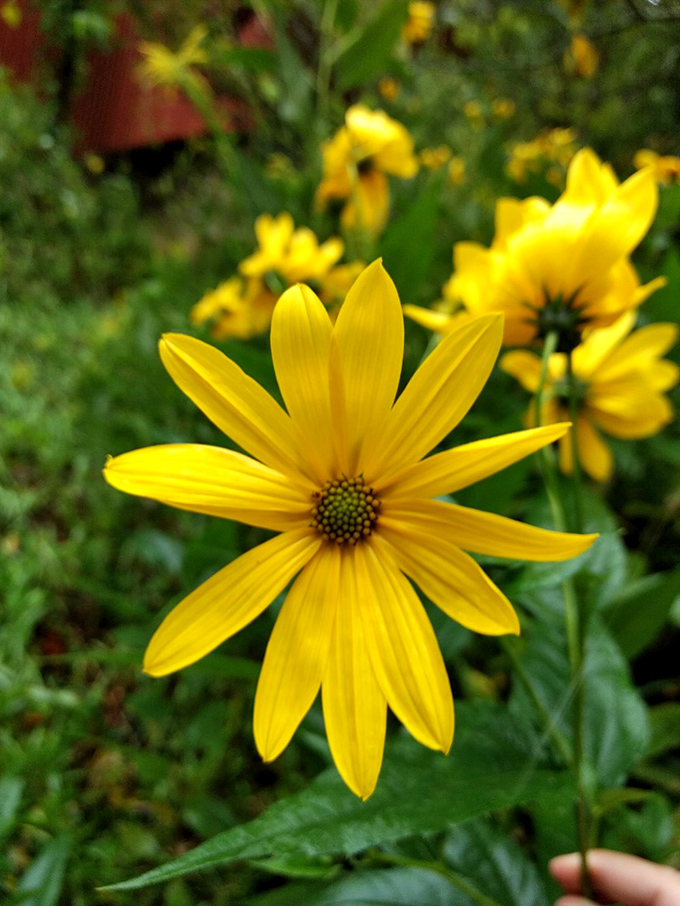 Wild black-eyed Susans add splashes of sunshine to the landscape. Nature's way of accessorizing even the most picturesque settings.