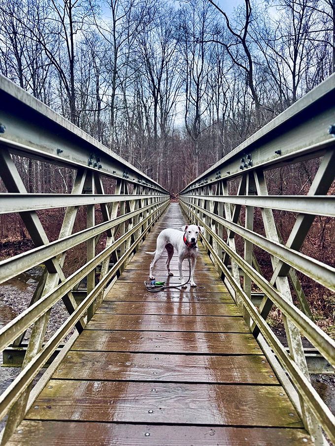 Even dogs appreciate good engineering! This sturdy bridge connects visitors to adventure while the bare winter trees create nature's cathedral ceiling.