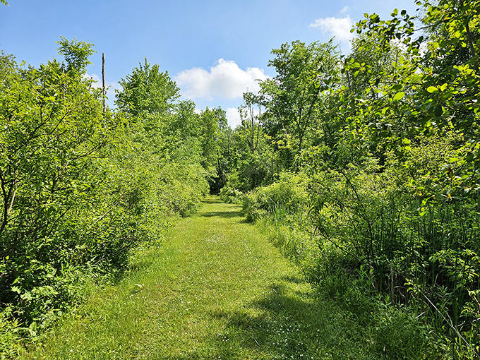 Nature's hallway: this verdant trail practically begs you to wander down it. No gym membership required for this kind of therapy.