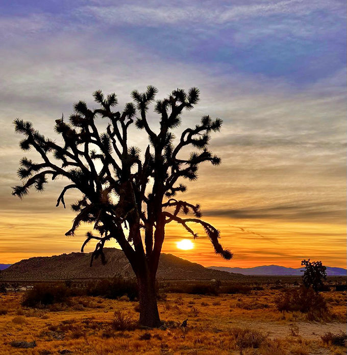 Mother Nature's own sculpture garden at sunset&mdash;this Joshua tree looks like it's auditioning for a starring role in a desert symphony.