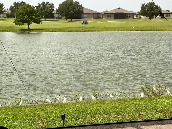 Where wildlife and retirement life coexist beautifully. These birds have prime lakefront property and don't even have to worry about property taxes!