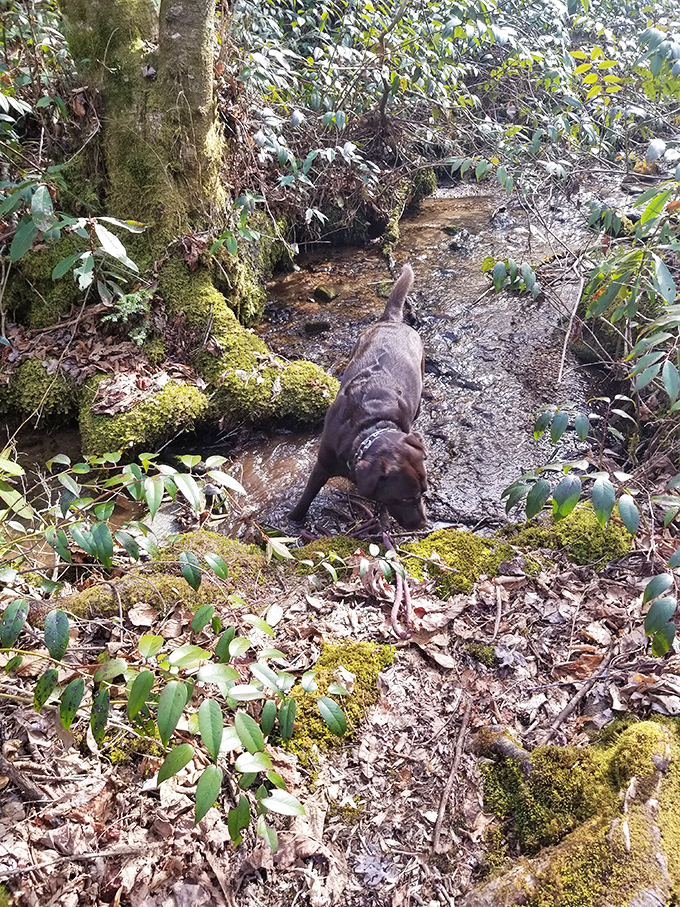 Even four-legged explorers find joy in Caesars Head's pristine streams. This chocolate lab is living the dream—muddy paws, mossy rocks, and not a Zoom meeting in sight.