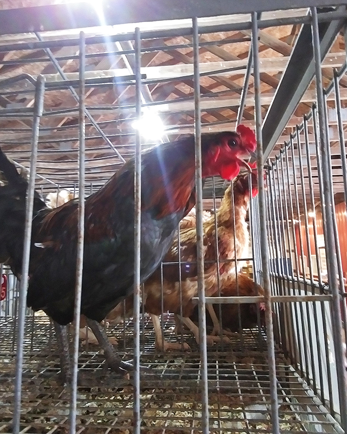 Farm-to-market reality check! This rooster isn't just decorative&mdash;he's a reminder that Rogers connects rural traditions with modern bargain hunters.