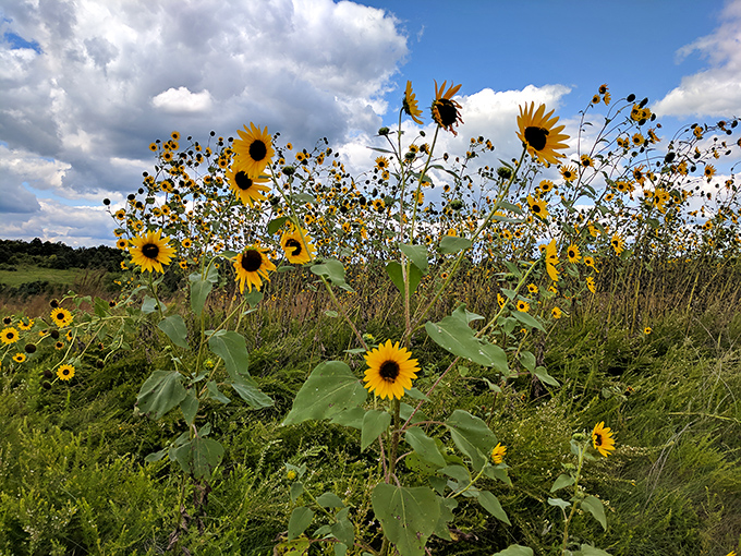Nature's own sunflower festival doesn't require tickets. These golden sentinels stand tall against Ohio skies, nodding approval at passing hikers.