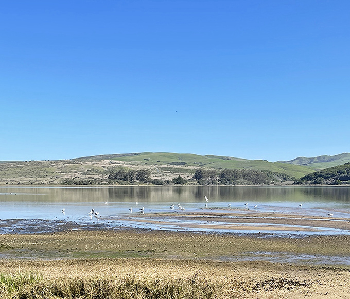 Shorebirds gather for their daily meeting on the mudflats. "Same time tomorrow, folks? The buffet here is simply divine!"
