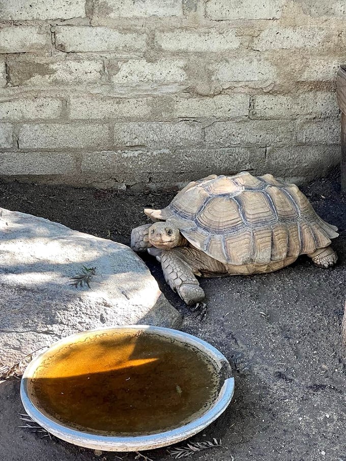 Desert residents come in slow and steady varieties too. This tortoise has probably seen more Palm Springs changes than most retirees.