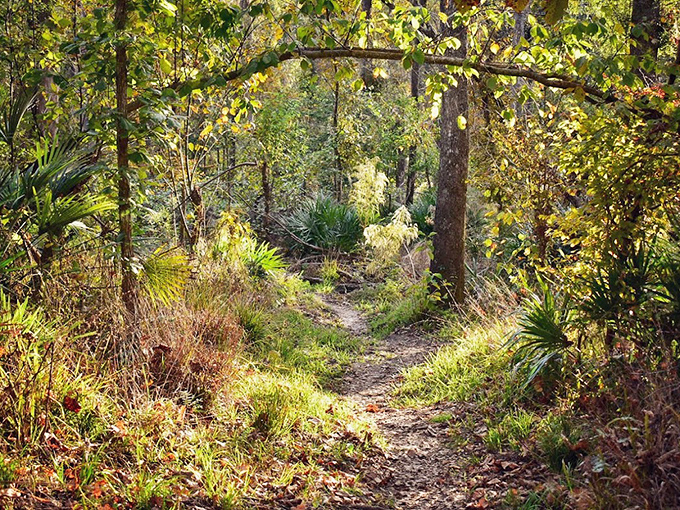 Not all who wander are lost, but on this dappled trail, getting a little lost might be the point. Nature's therapy session begins here.