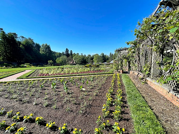 The kitchen garden proves that vegetables can be runway models too. These neat rows are more organized than my tax receipts will ever be.