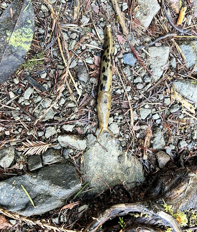 Meet one of the park's smaller residents, taking a leisurely stroll across the forest floor. Even the wildlife here seems to be on vacation.