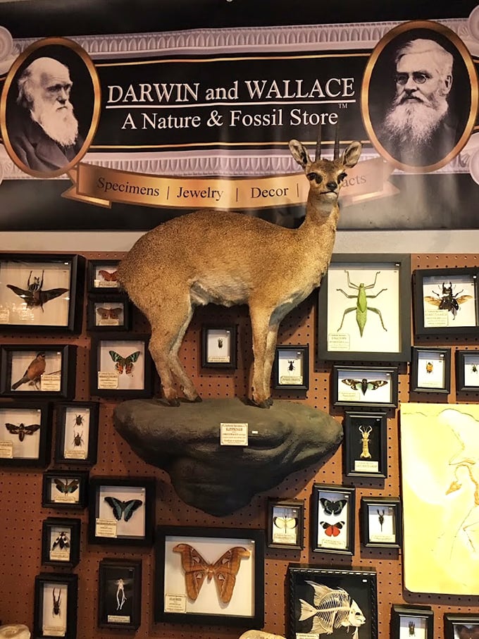 Darwin would approve of this natural history playground. The mounted deer seems to ask, "Are you evolved enough for this collection?"