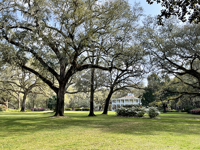 These oaks have been holding court longer than most Florida politicians &ndash; and with better shade policies too.