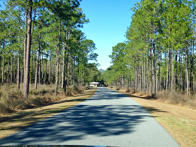 Live Oak's pine-lined roads offer peaceful drives through nature, where affordable living meets Florida's natural splendor.