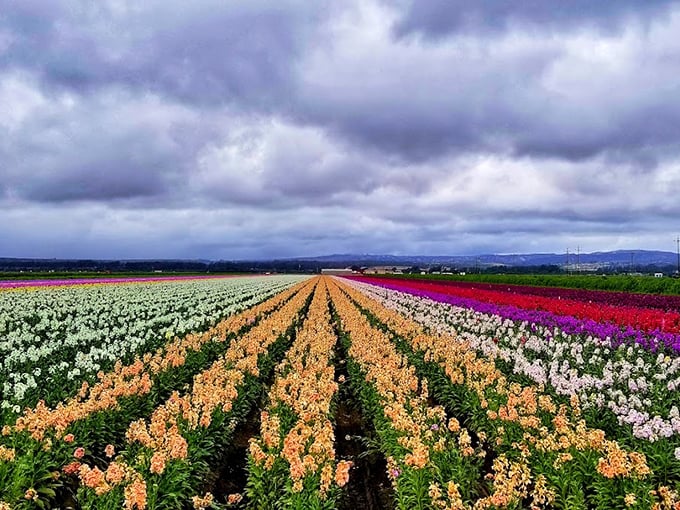 Lompoc's flower fields create nature's quilt of colors. Suddenly, your garden back home seems like it needs to step up its game.