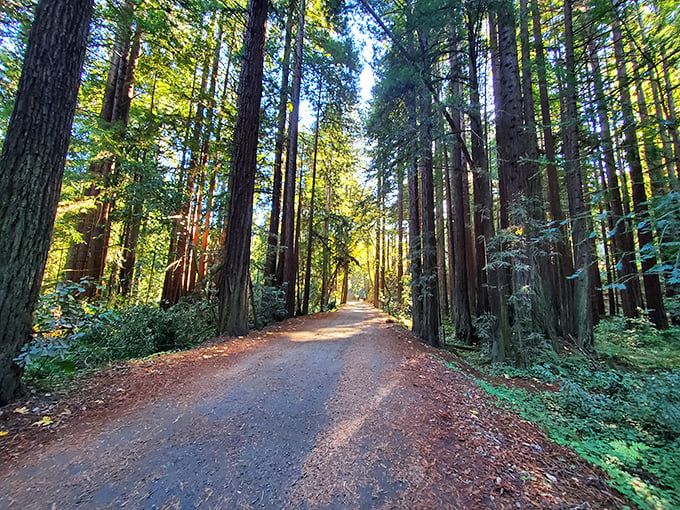 Redwood cathedral alert! Nisene Marks' towering trees create a natural hallway that would make any architect jealous.