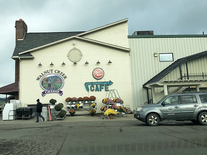 Walnut Creek Cheese isn't just a store—it's a destination where locals and visitors alike gather for authentic Amish Country flavors.