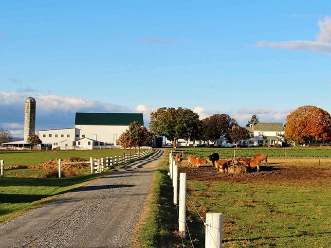 Fall foliage frames this farmhouse like Mother Nature's own masterpiece. Eat your heart out, Bob Ross!